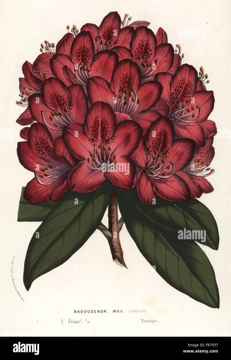 Great rhododendron hybrid, Othello, Rhododendron maximum, grown by ...