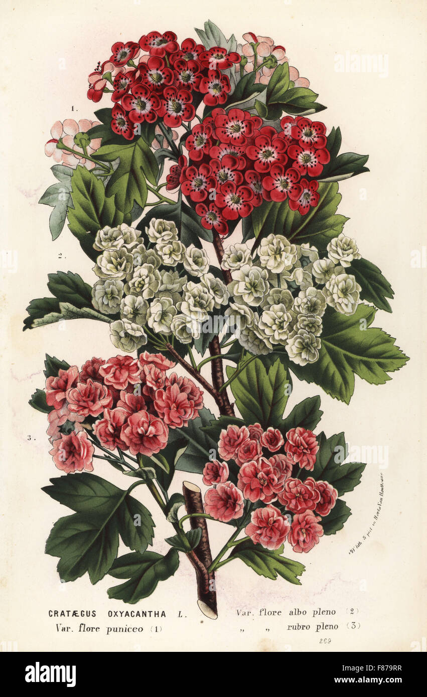 Hawthorn varieties hi-res stock photography and images - Alamy