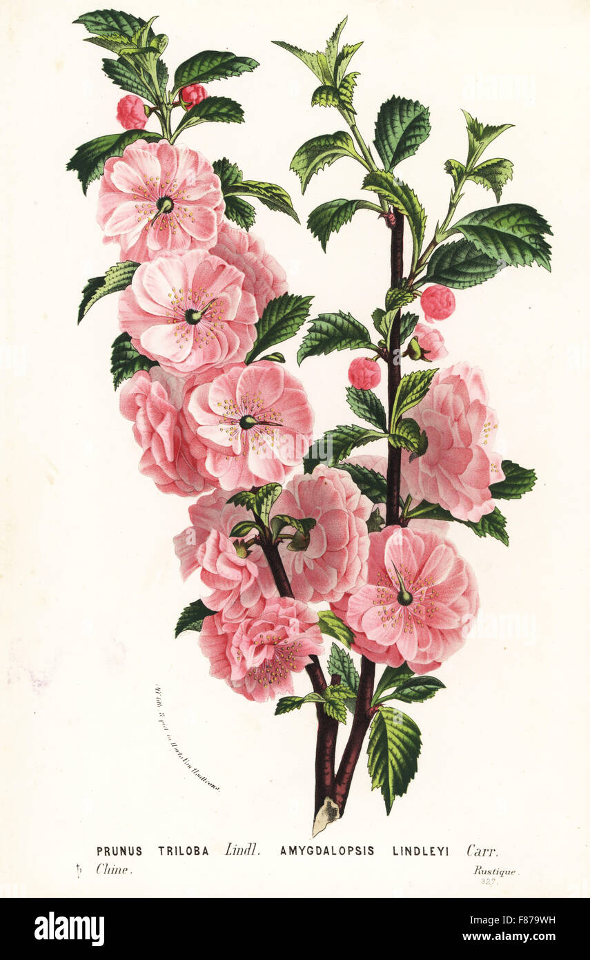 Flowering almond prunus triloba hi-res stock photography and images - Alamy