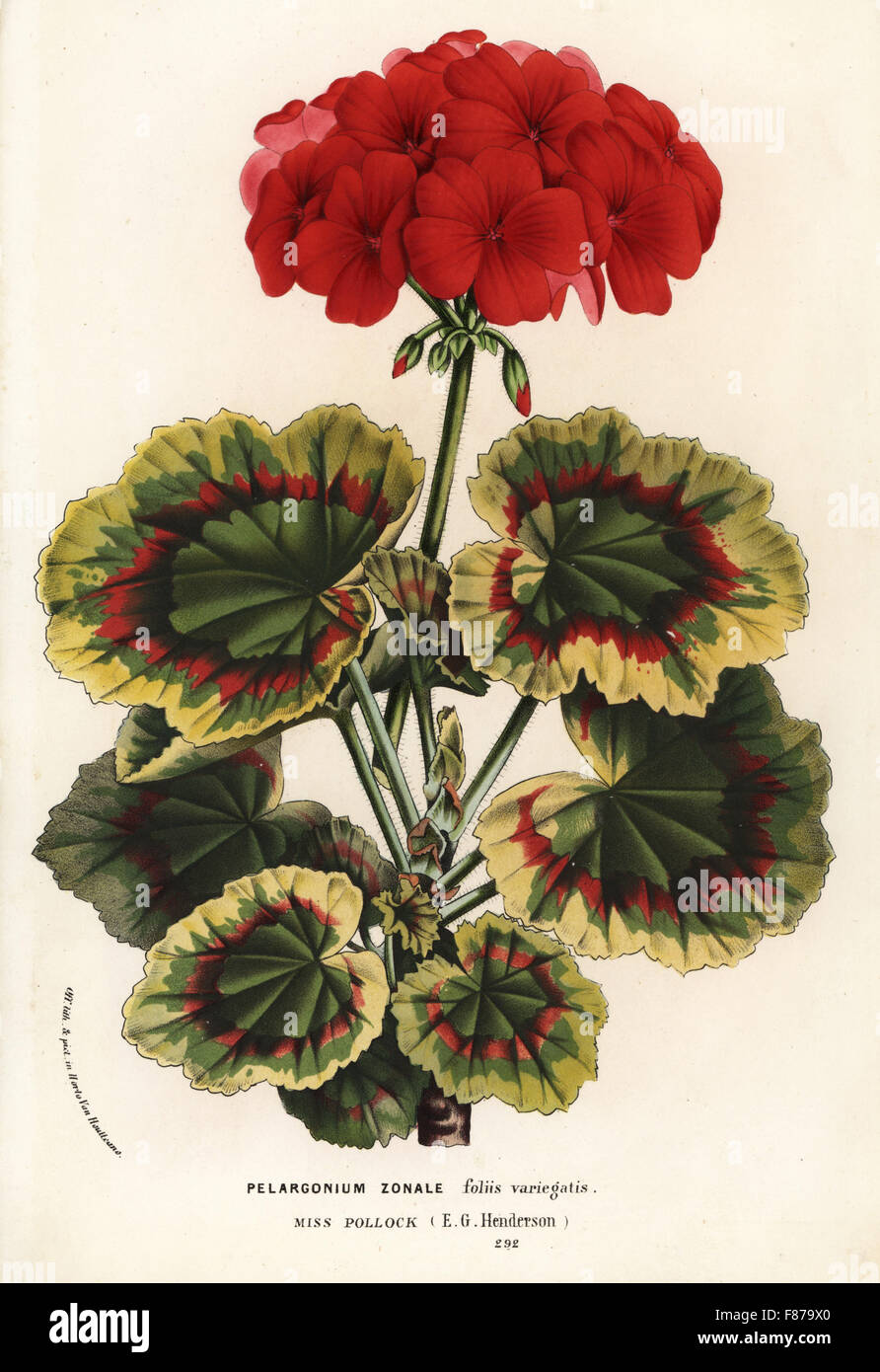 Geranium variety, Miss Pollock, Pelargonium zonale foliis variegatis ...