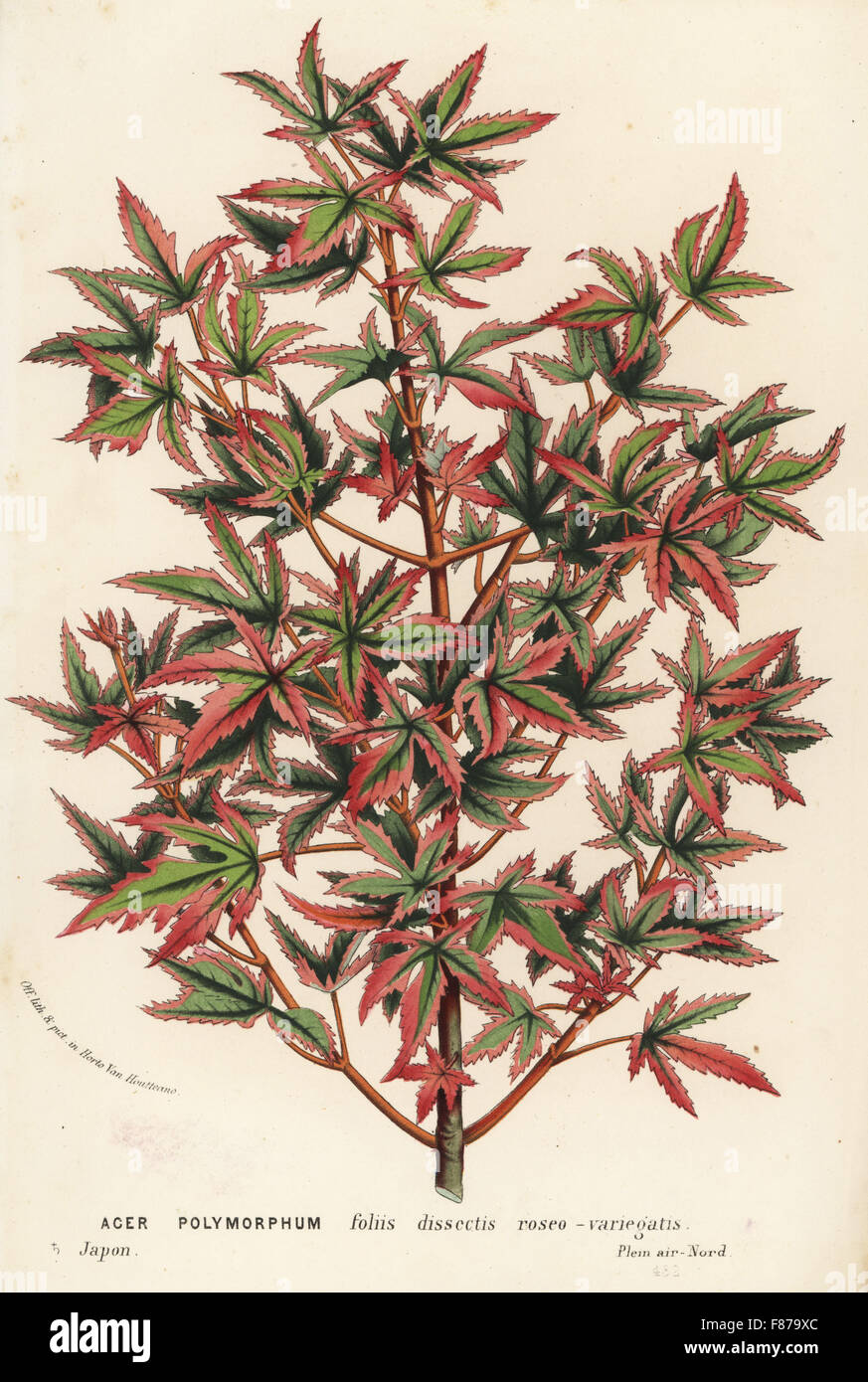 Acer palmatum polymorphum japanese maple hi-res stock photography and ...