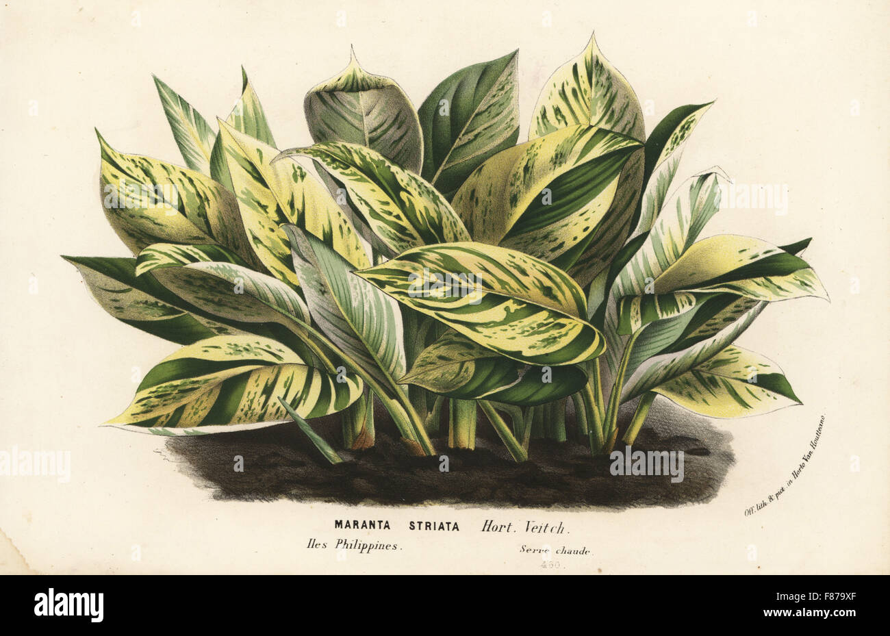 Maranta striata hi-res stock photography and images - Alamy