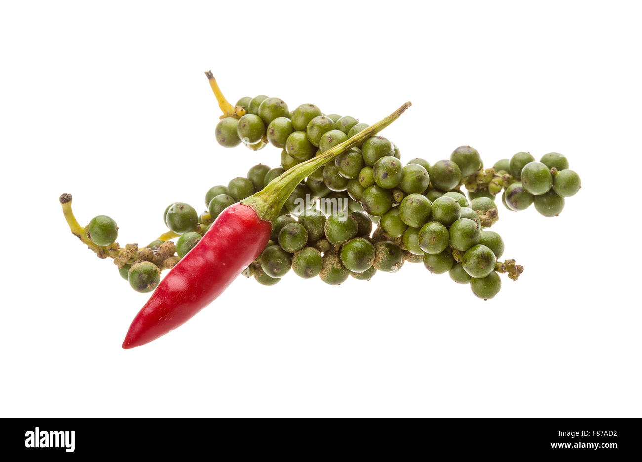 Most expensive campot pepper isolated Stock Photo - Alamy