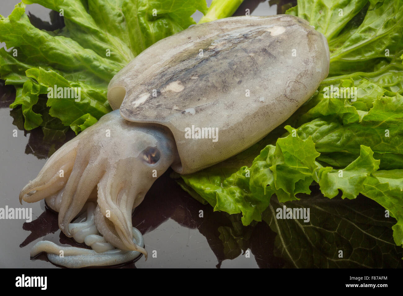 Raw cuttlefish ready for cooking Stock Photo - Alamy