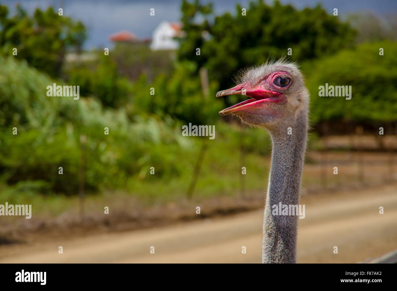 Curious african ostrich walking at the farm Stock Photo - Alamy