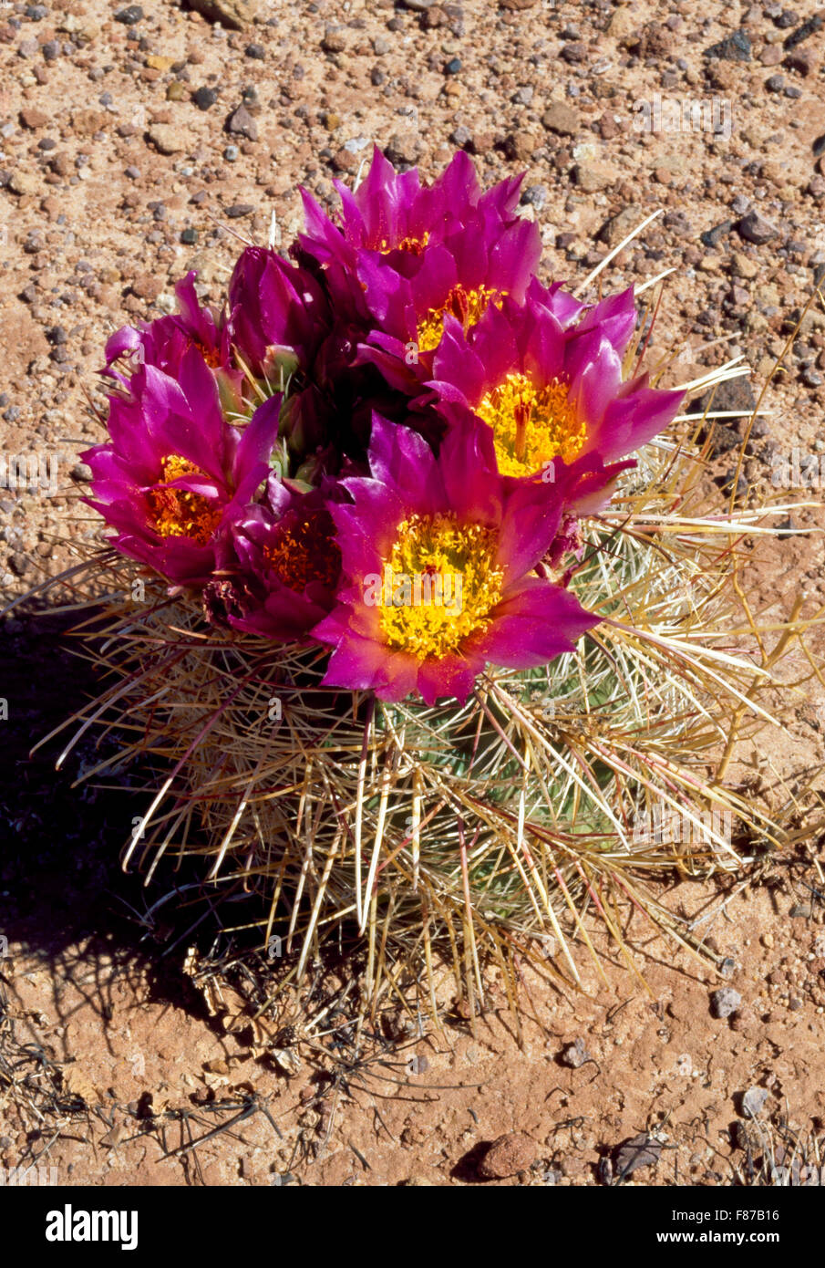 Species of hedgehog cactus hi-res stock photography and images - Alamy