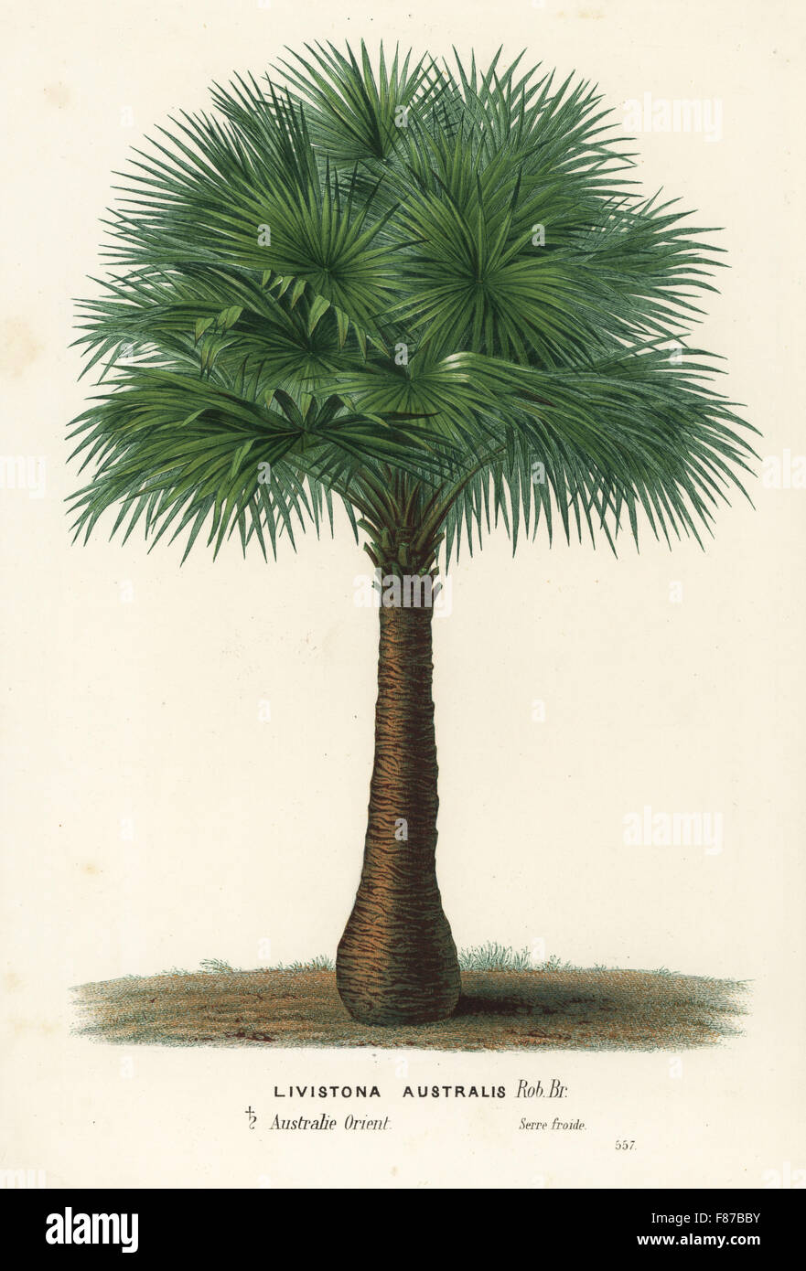 Cabbage-tree palm, Livistona australis. Handcoloured lithograph from ...