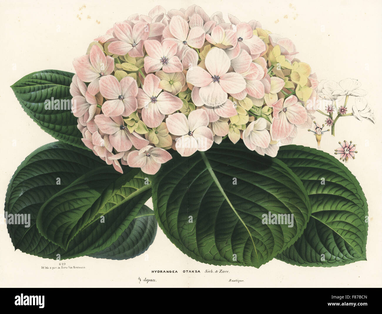 Bigleaf hydrangea, Hydrangea macrophylla (Hydrangea otaksa ...