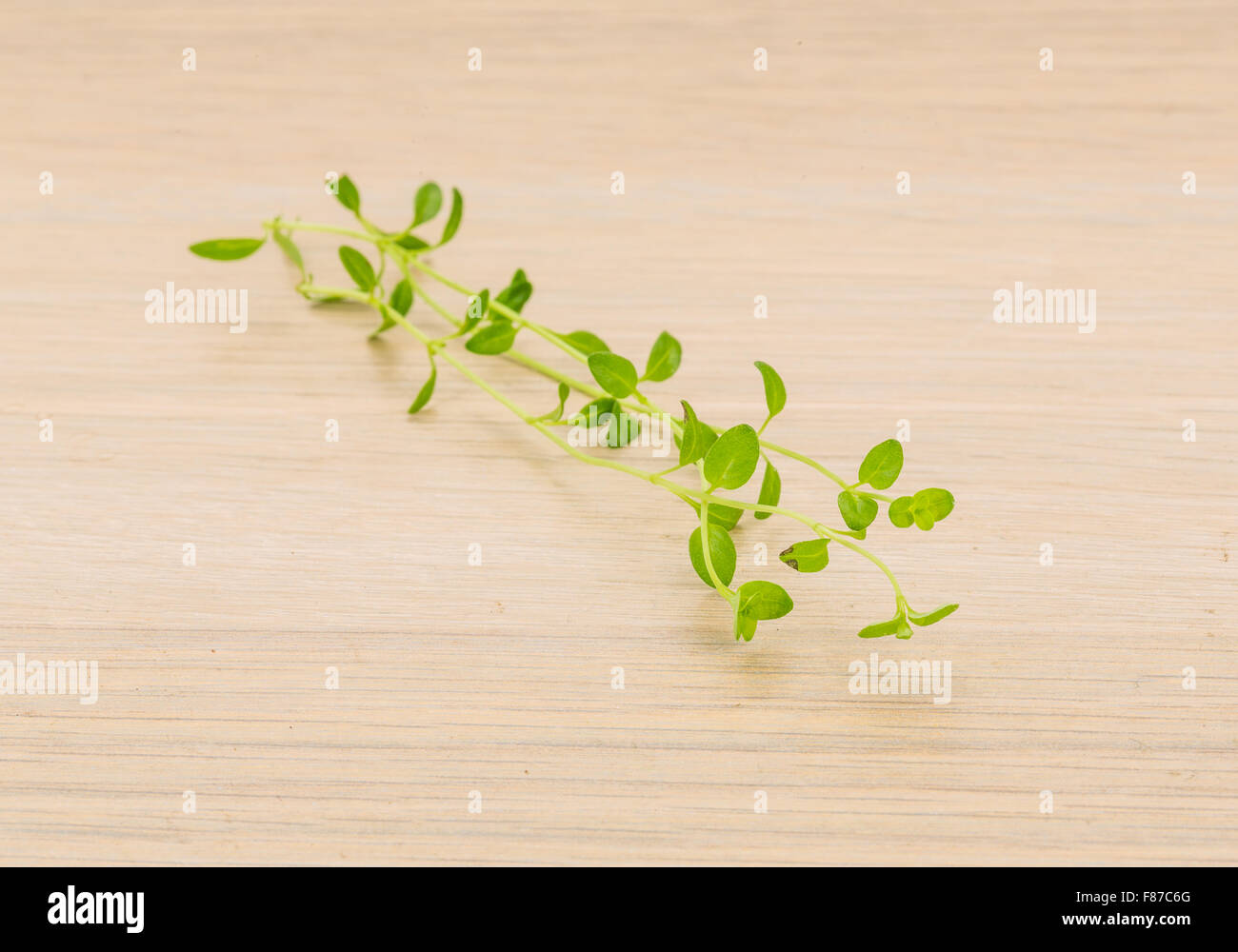Bright fresh Thyme branch on the desk Stock Photo - Alamy