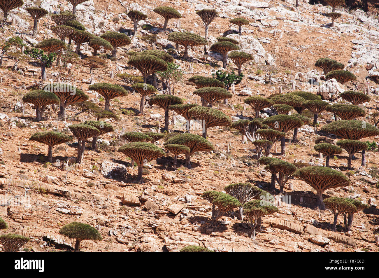 Homhil Plateau, Socotra, Yemen, Middle East: overview of the Dragon ...