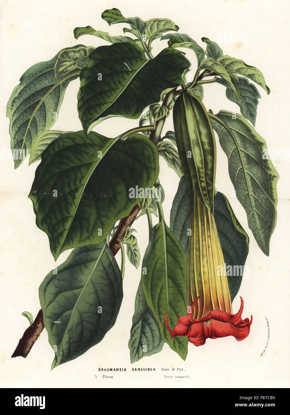 Red angel's trumpet, Brugmansia sanguinea. Extinct in the wild ...