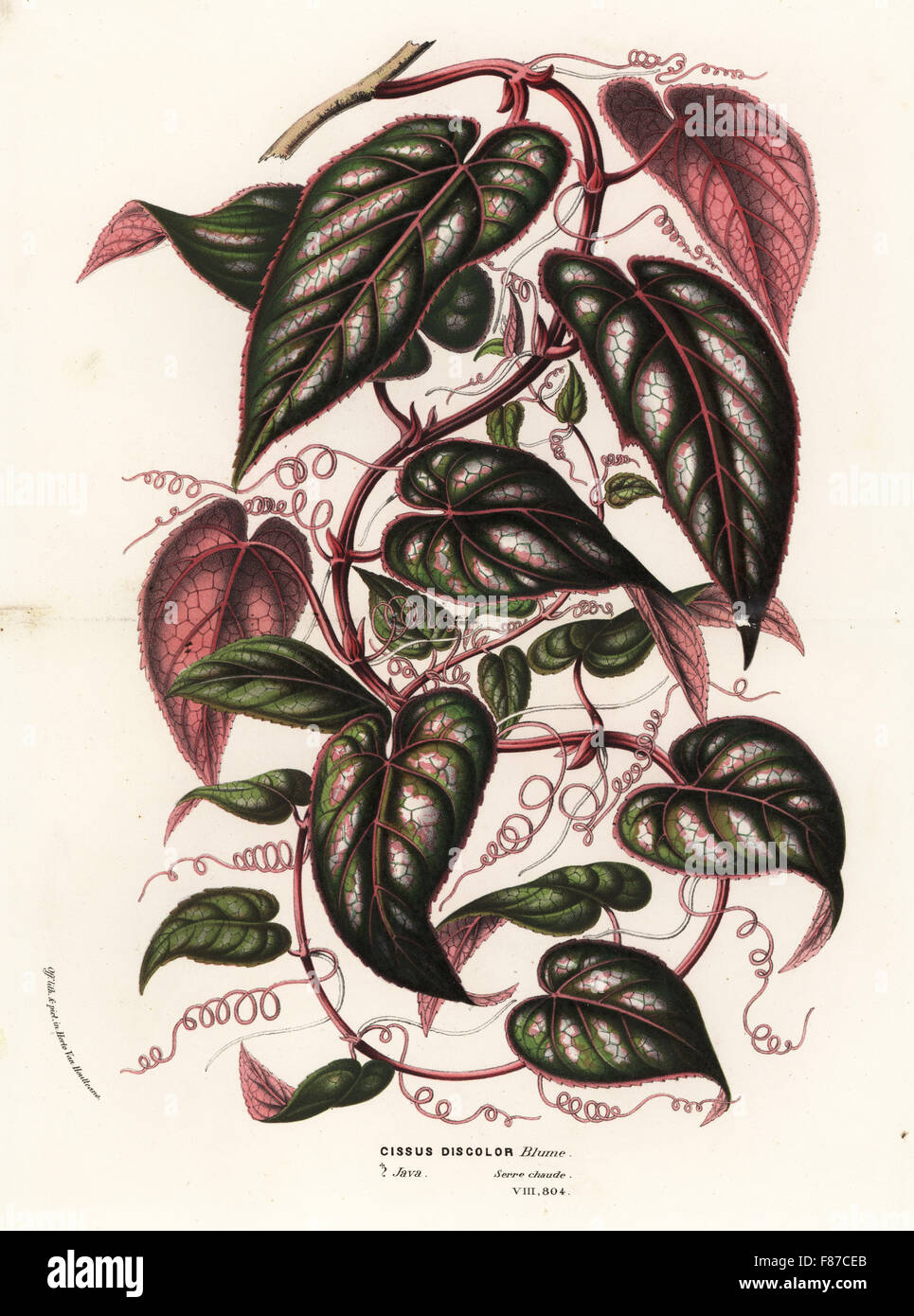 Vine cissus hi-res stock photography and images - Alamy