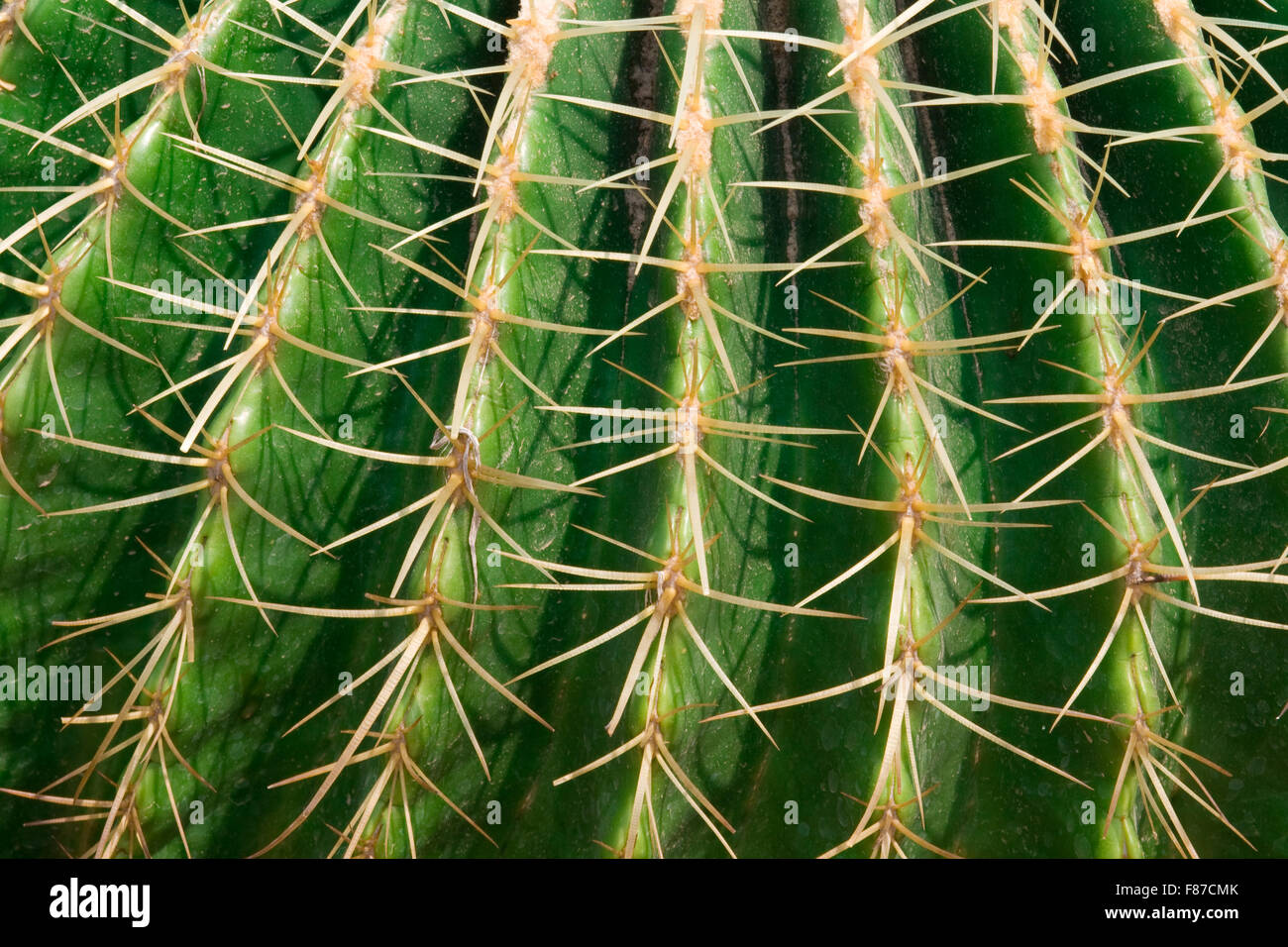 Cactus plant with thorns hi-res stock photography and images - Alamy