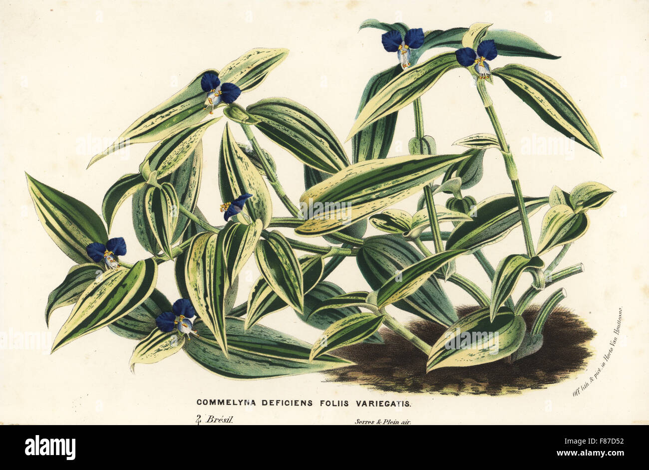 Virginia dayflower, Commelina virginica (Commelyna deficiens foliis ...