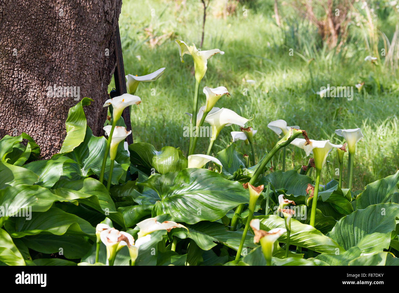 Lilies Wild in Australia Aram Lilies Arum Lilies Stock Photo - Alamy