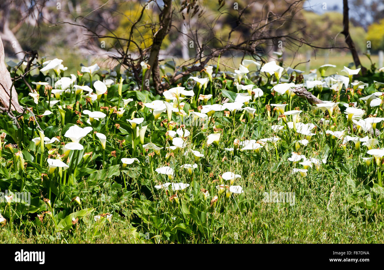 Lilies Wild in Australia Aram Lilies Arum Lilies Stock Photo - Alamy