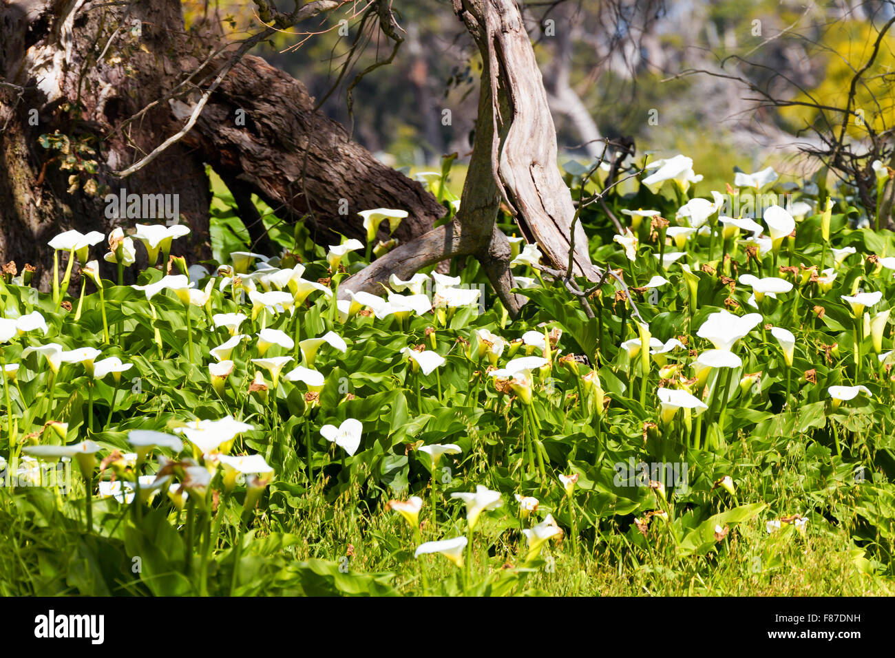 Lilies Wild in Australia Aram Lilies Arum Lilies Stock Photo - Alamy