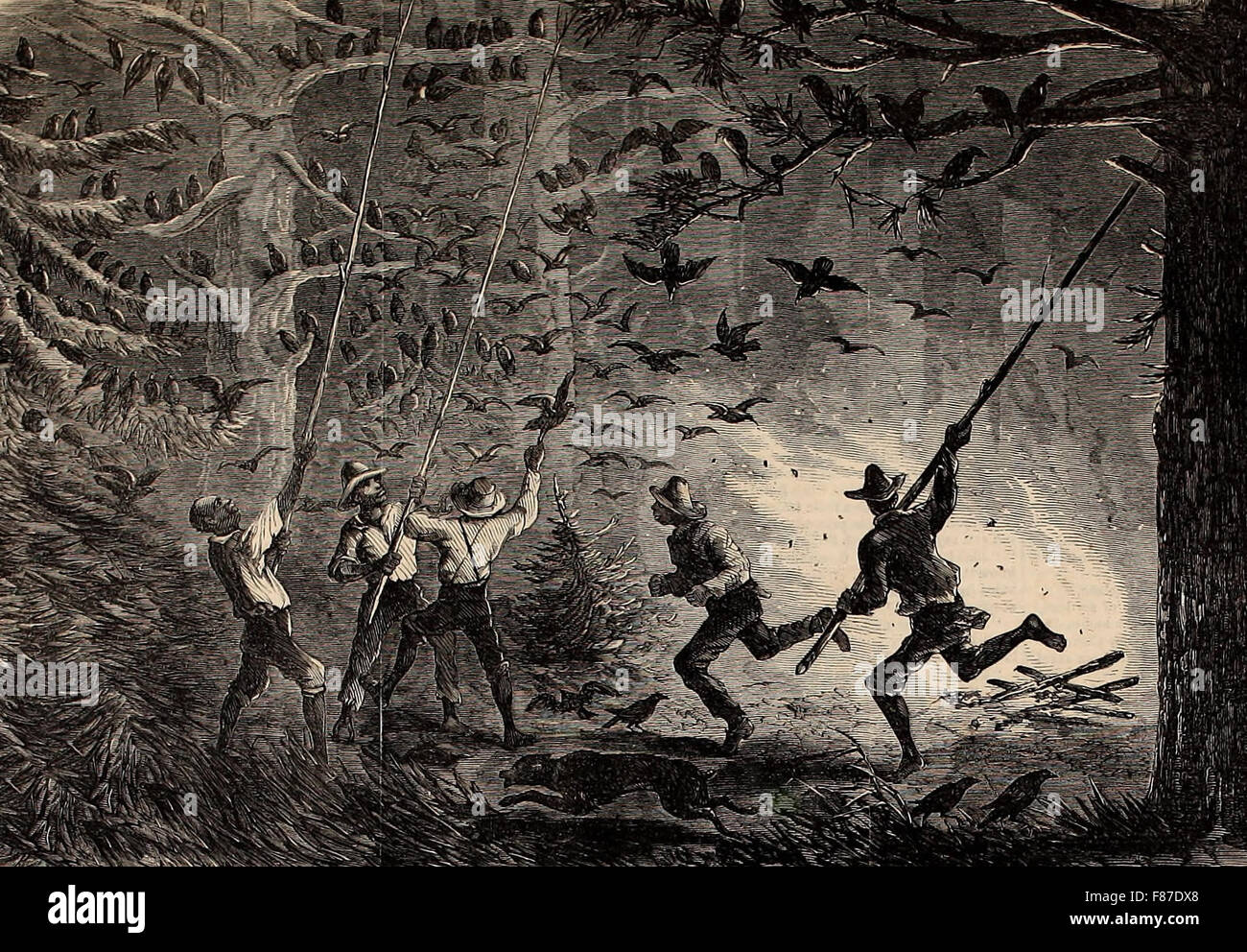 Killing crows in Virginia - 1865 Stock Photo - Alamy