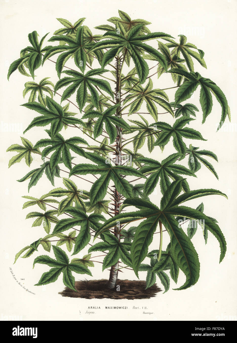 Oil tree hi-res stock photography and images - Alamy