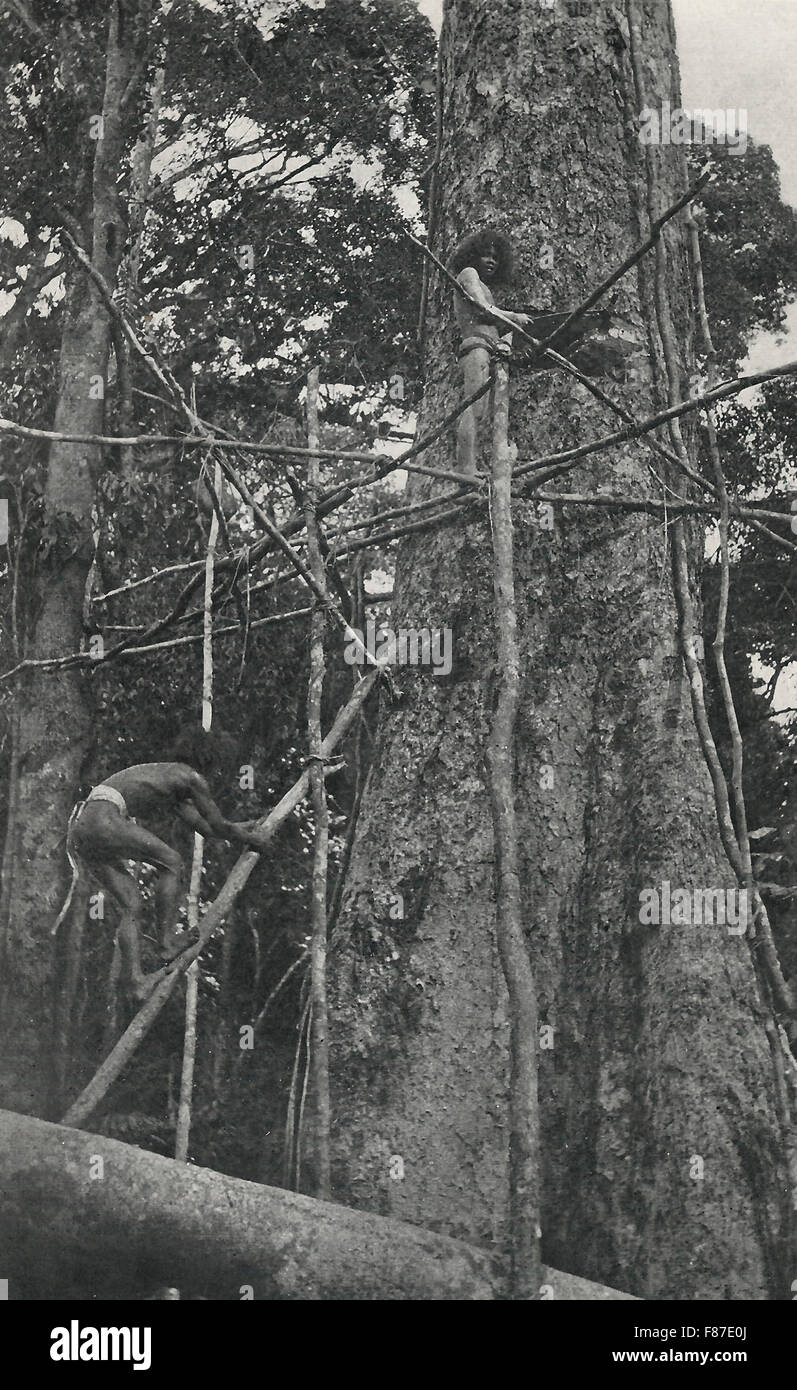 Sakais cutting down a tree - The man cutting is about 30 feet from the ...