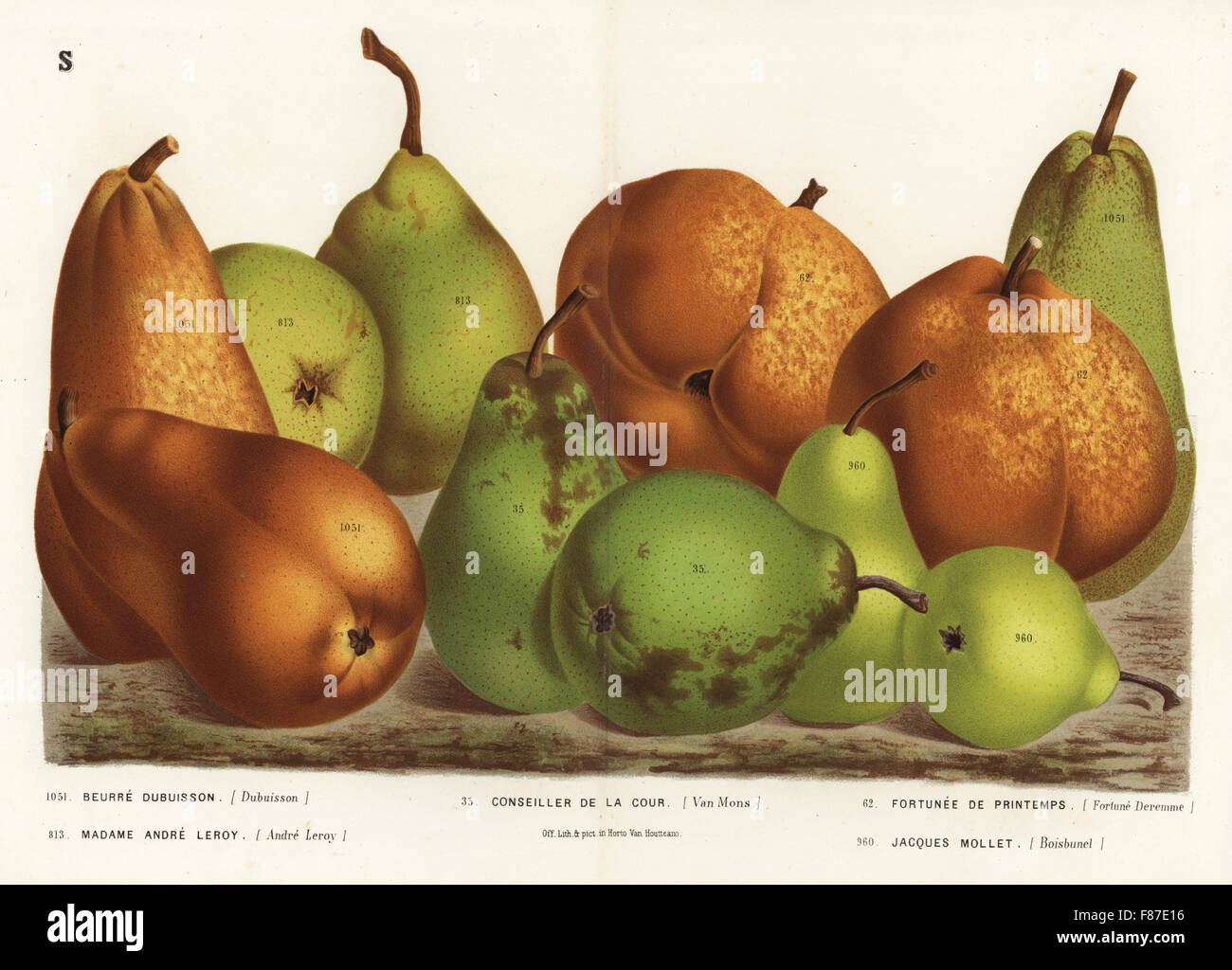Pear Varieties Chart