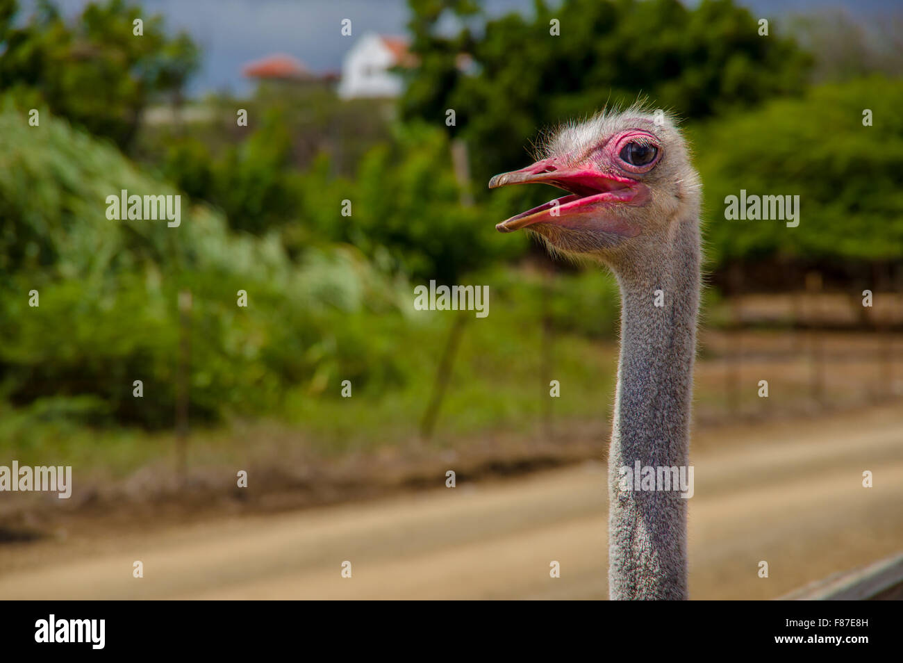 Curious african ostrich walking at the ostrich farm Stock Photo - Alamy