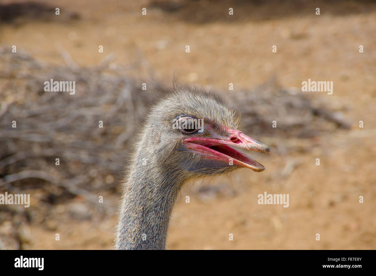Curious african ostrich walking at the ostrich farm Stock Photo - Alamy