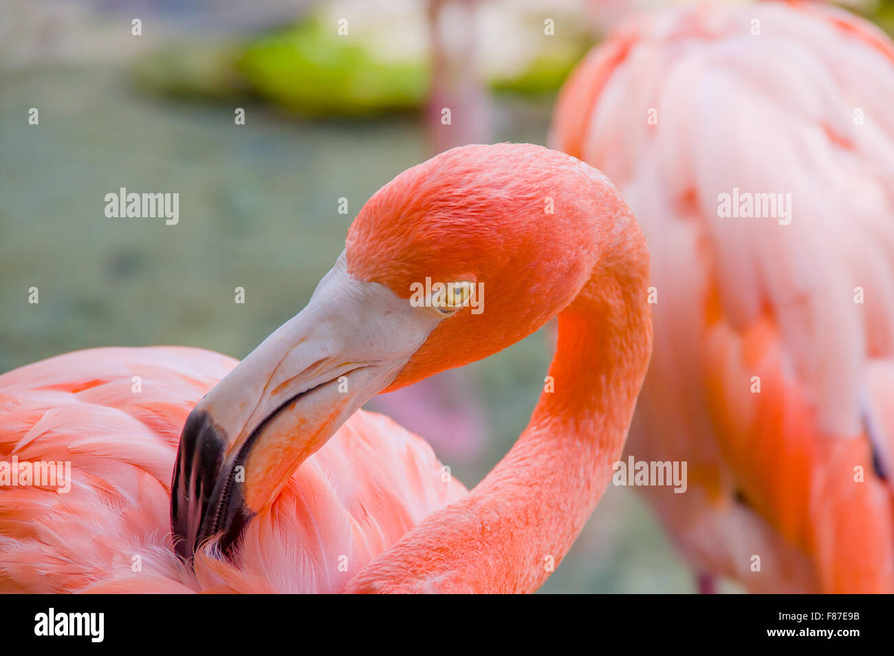 Pink flamingos close up, detail Stock Photo - Alamy