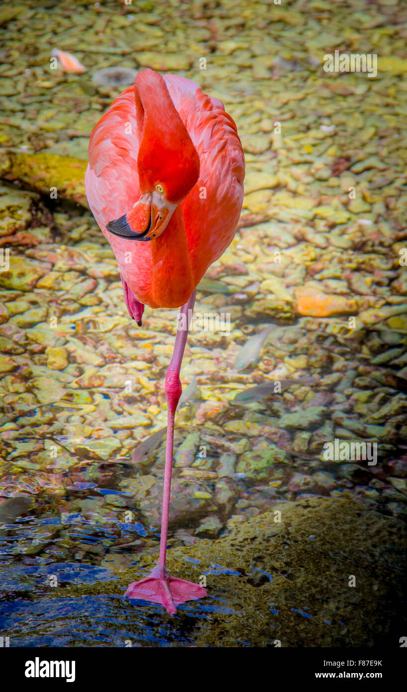 Pink flamingos close up, detail Stock Photo - Alamy