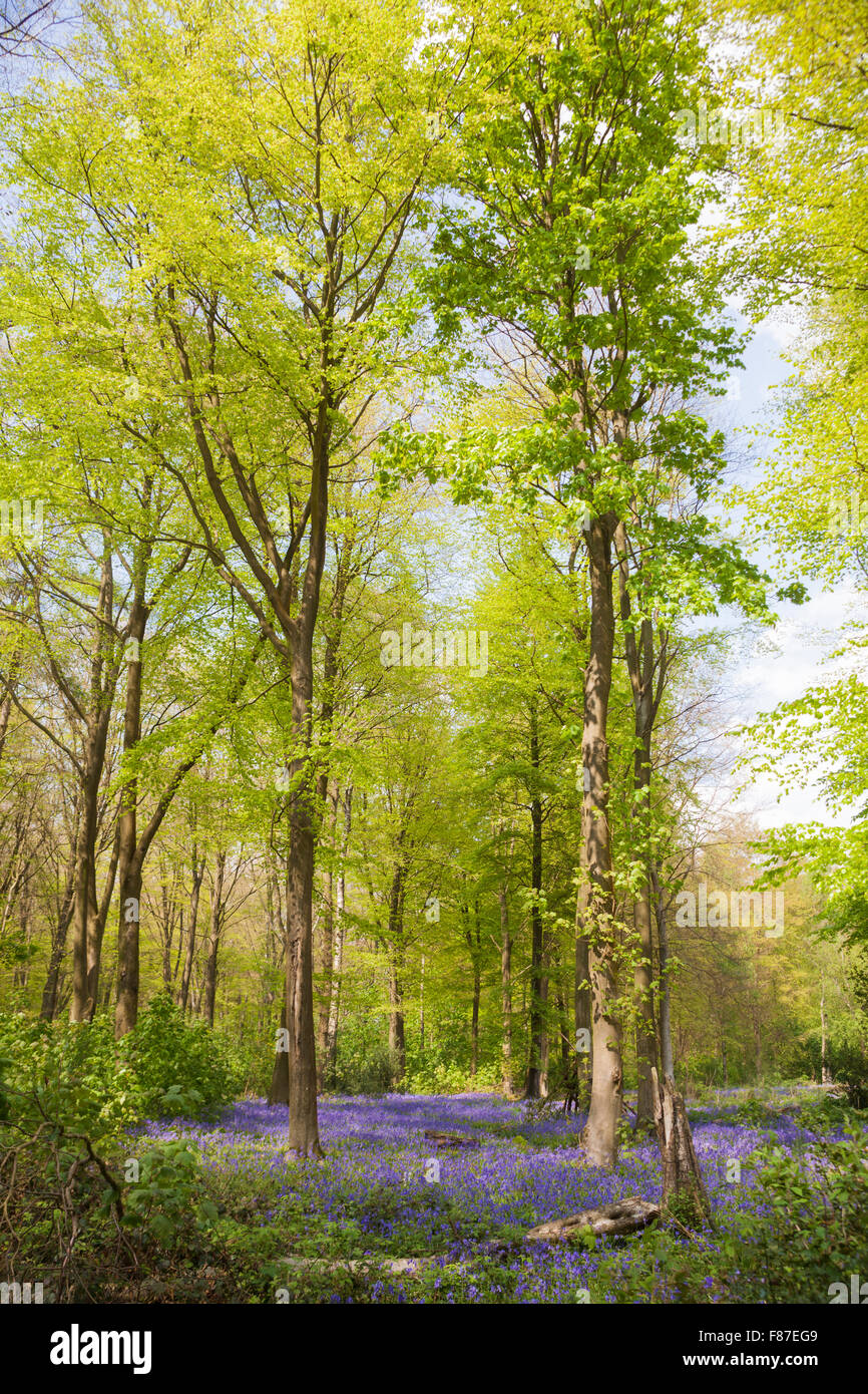 Micheldever woods, hampshire hi-res stock photography and images - Alamy