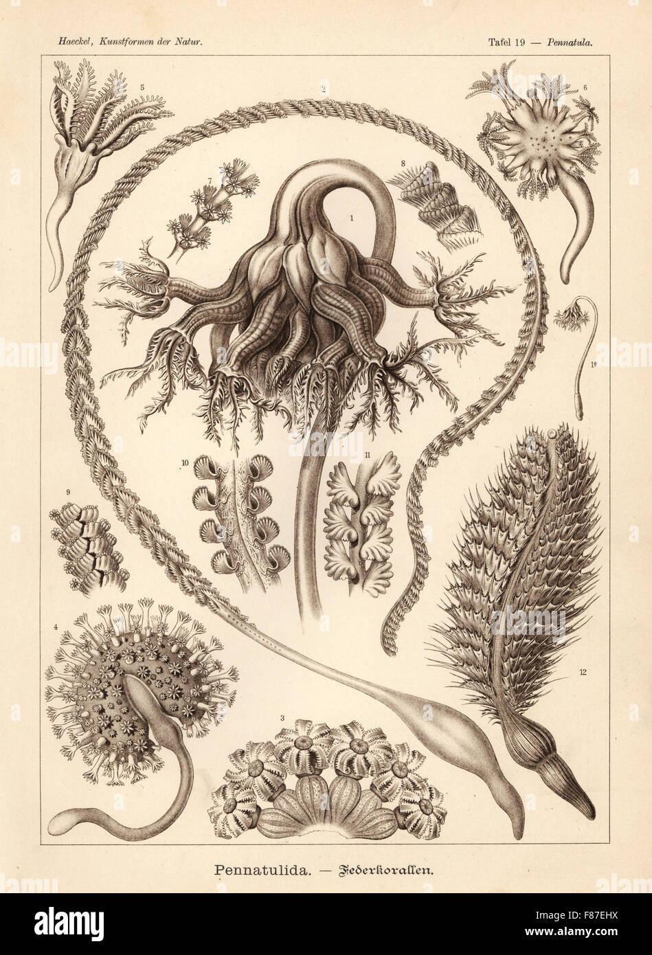 Pennatulacea sea pen corals: Umbellula encrinus 1, Halipteris Stock ...