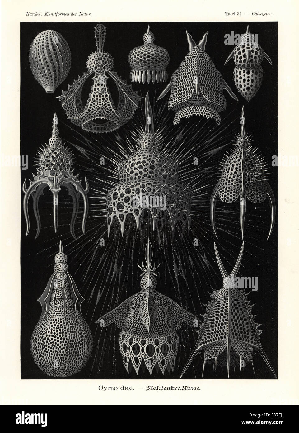 Cyrtoidea or radiolaria protozoa skeletons: Artostrobiidae species 1 ...