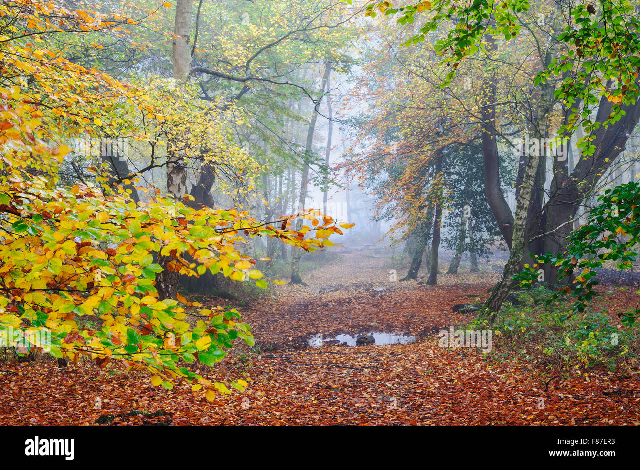 A misty autumn morning in an English woodland Stock Photo - Alamy