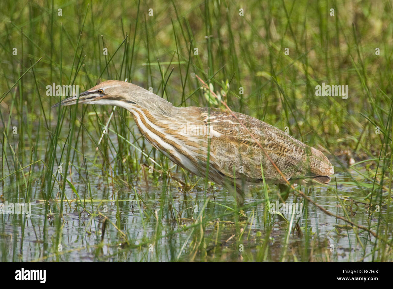 American Bittern (Botaurus lentiginosus) hunting for food in the marsh ...
