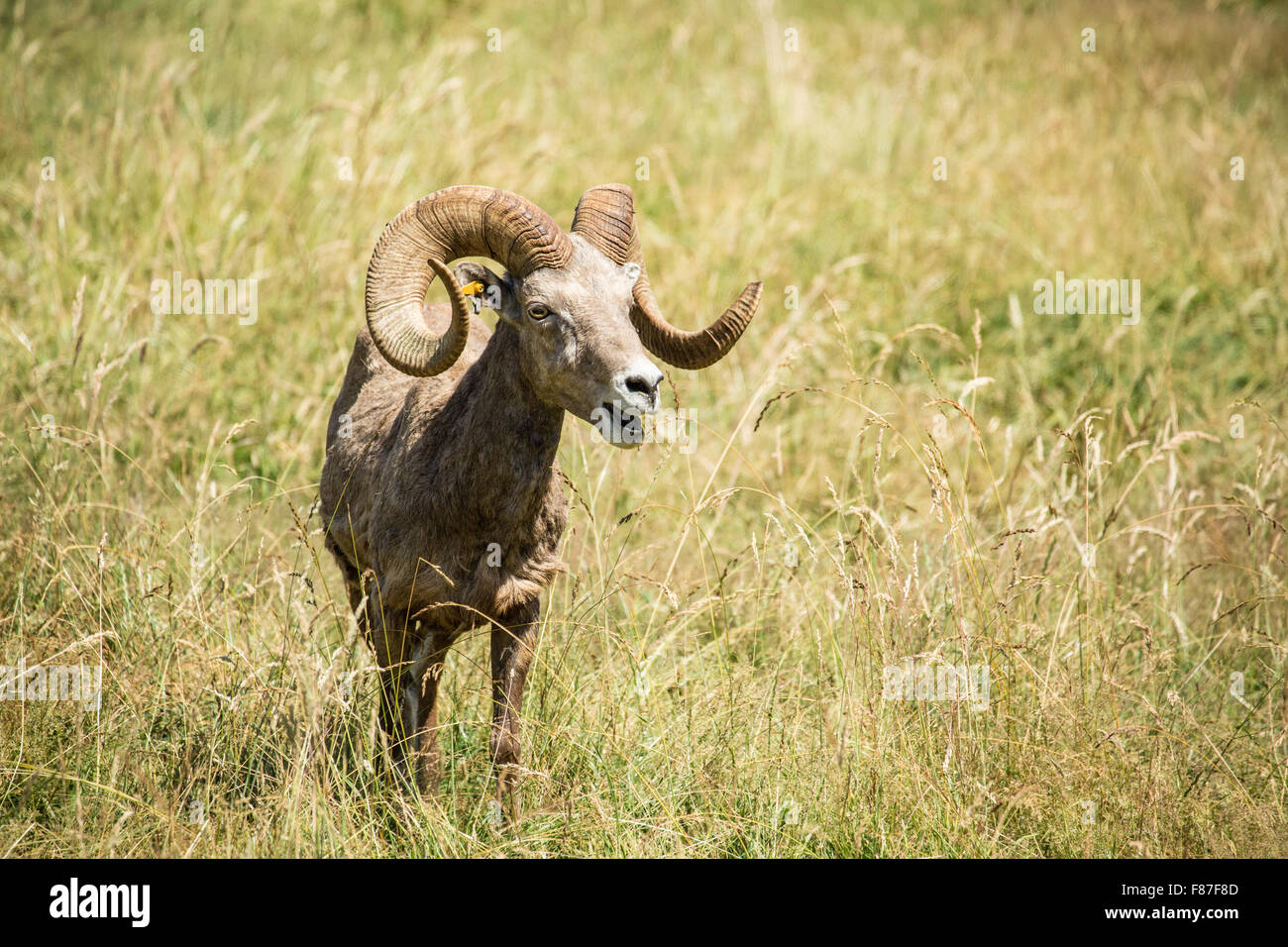 Ovis canadensis are eating grass hi-res stock photography and images ...