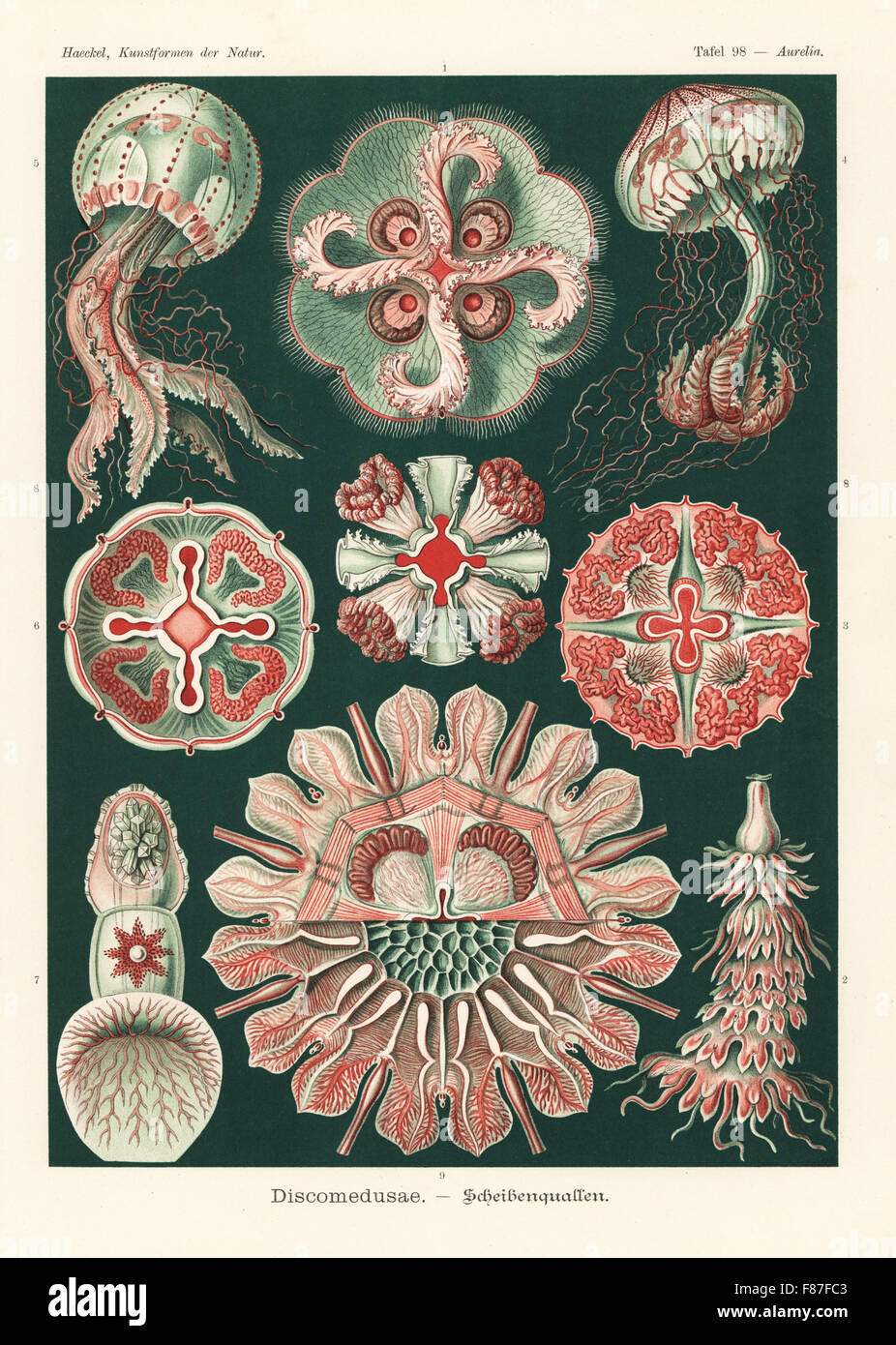 Drymonema dalmatinum hi-res stock photography and images - Alamy