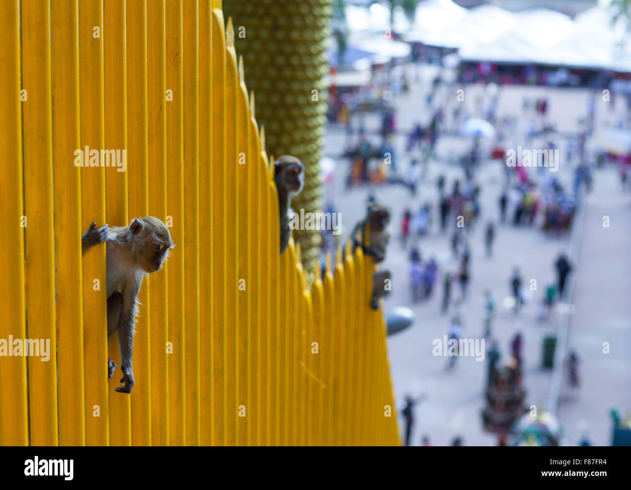 Primates of southeast asia hi-res stock photography and images - Alamy