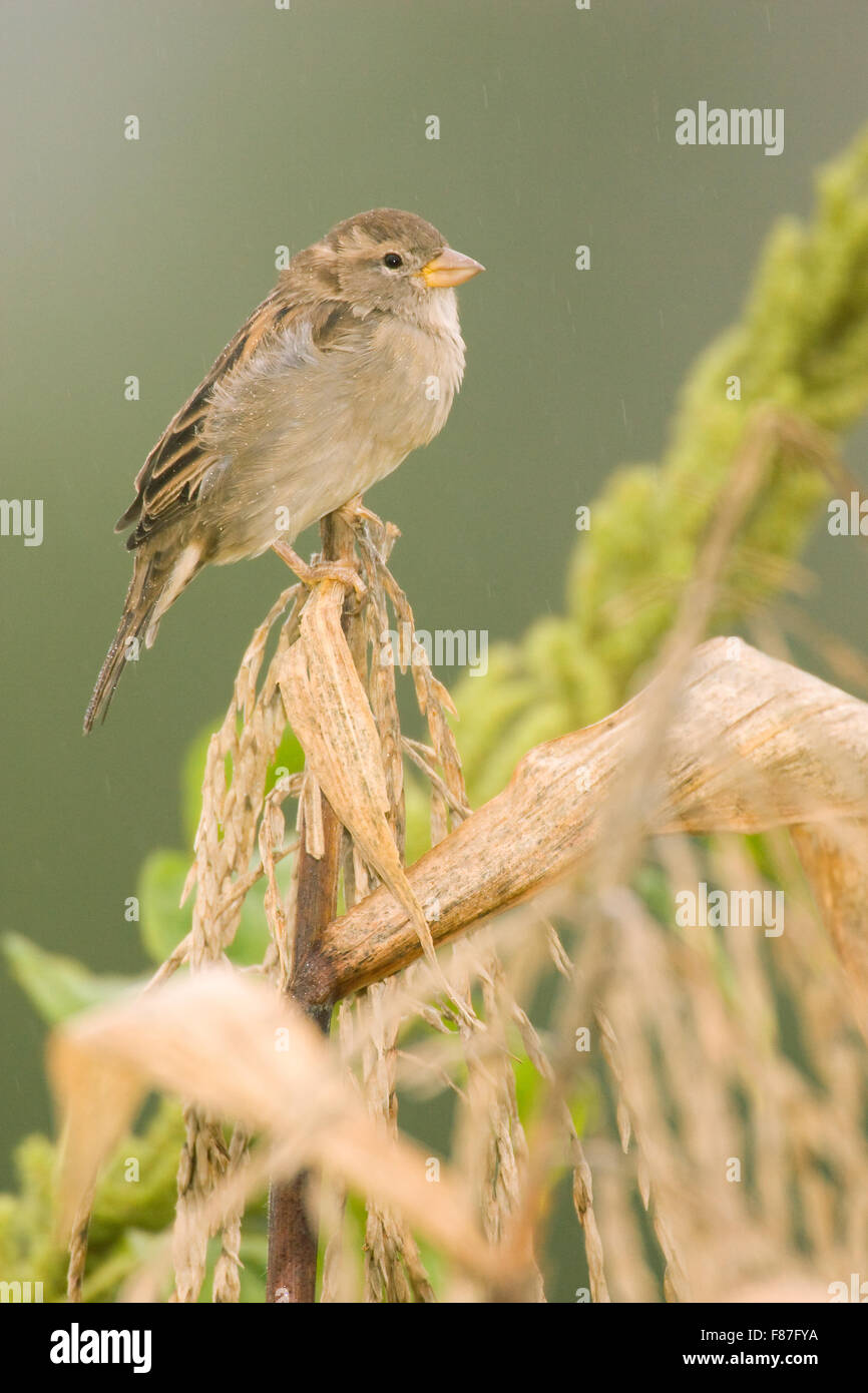 Finish birds hi-res stock photography and images - Alamy