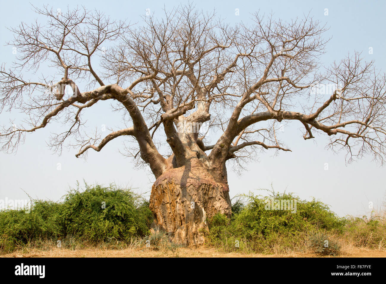 Large Baobab tree in Lower Zambezi National Park, Zambia, Africa Stock ...