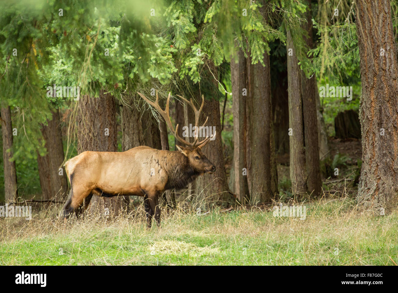 American Elk bull in Northwest Trek Wildlife Park near Eatonville ...