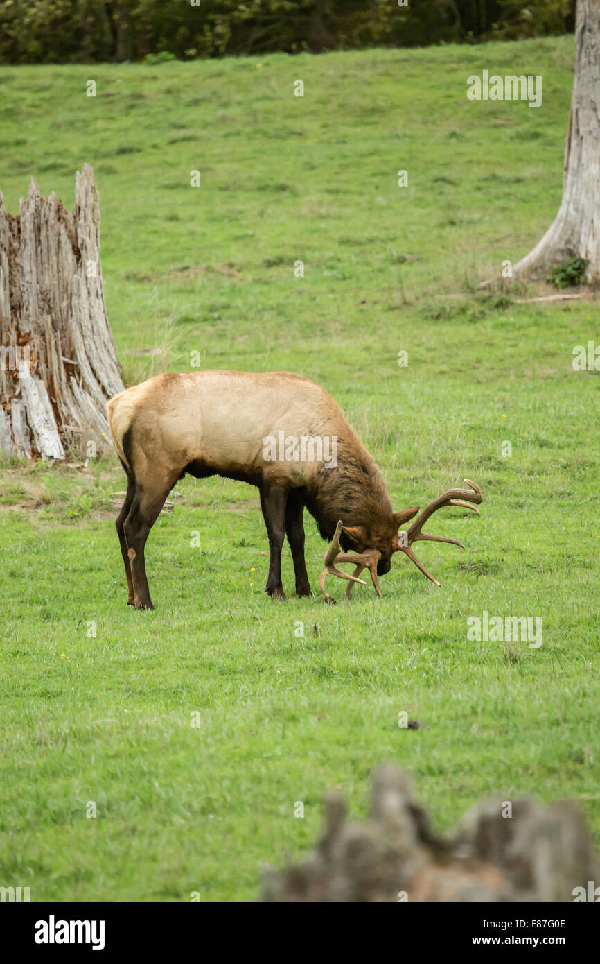 Rubbing antlers on trees hi-res stock photography and images - Alamy