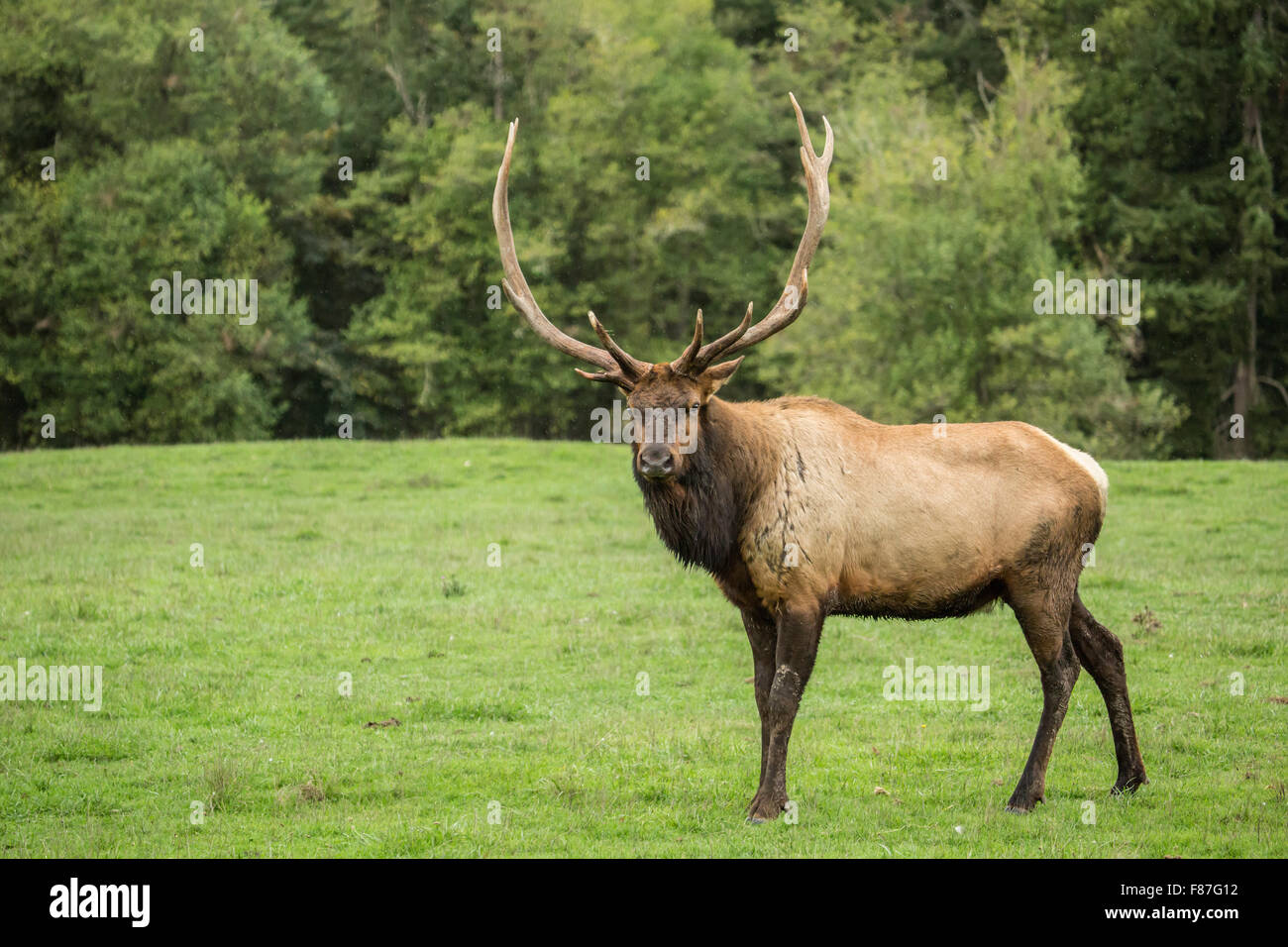 American Elk bull in a meadow in the rain in Northwest Trek Wildlife ...