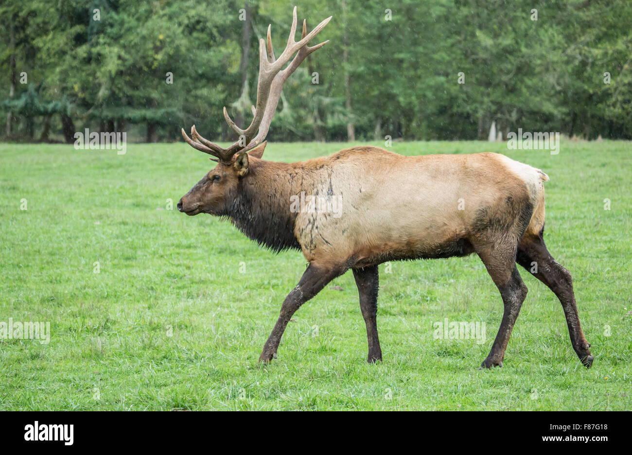 American Elk bull walking in Northwest Trek Wildlife Park near ...