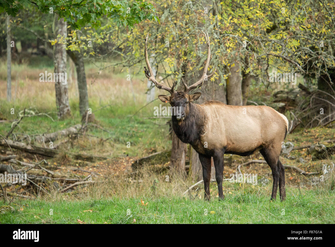 American Elk bull in Northwest Trek Wildlife Park near Eatonville ...