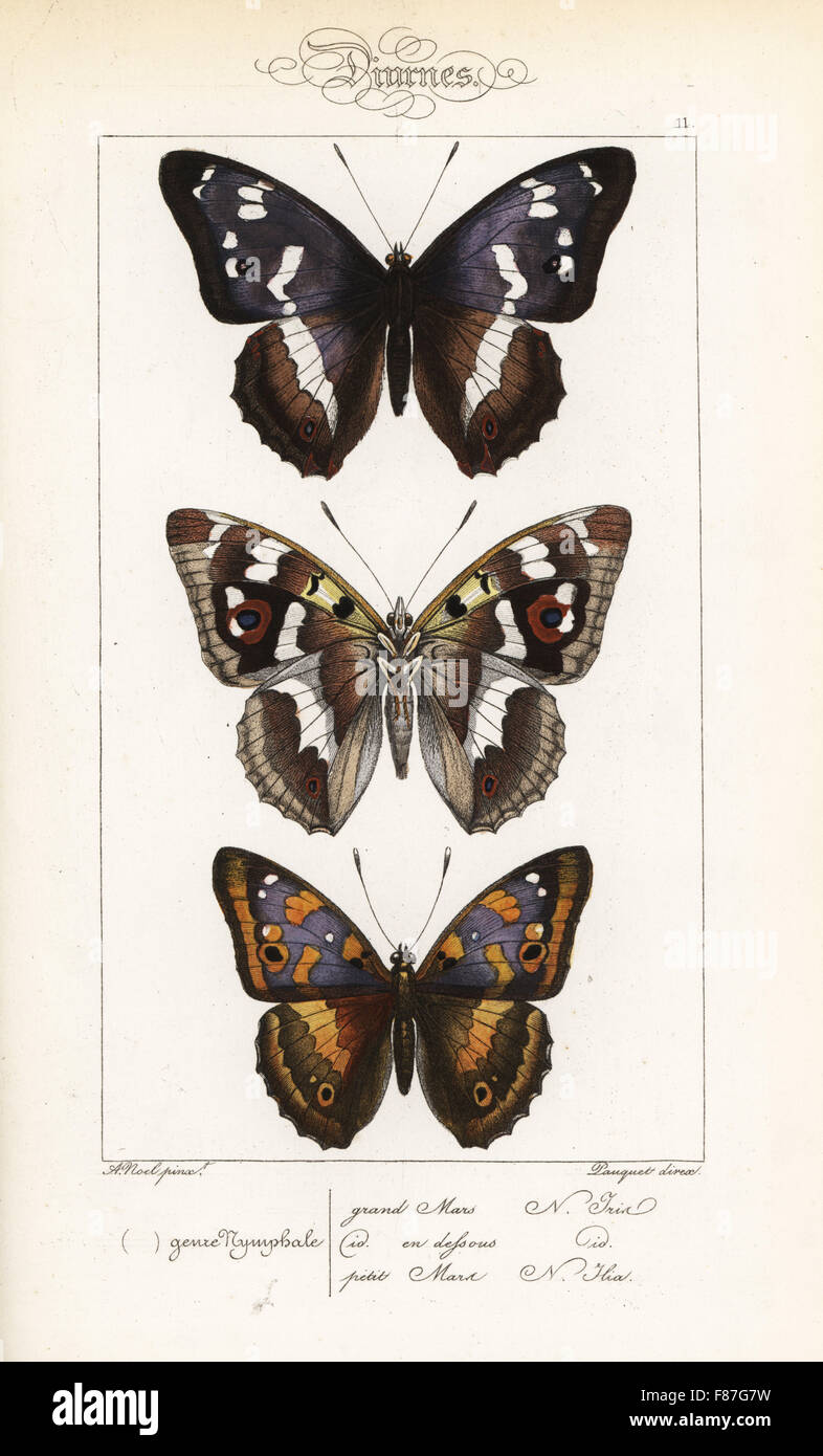 Purple emperor butterfly engraving hi-res stock photography and images ...