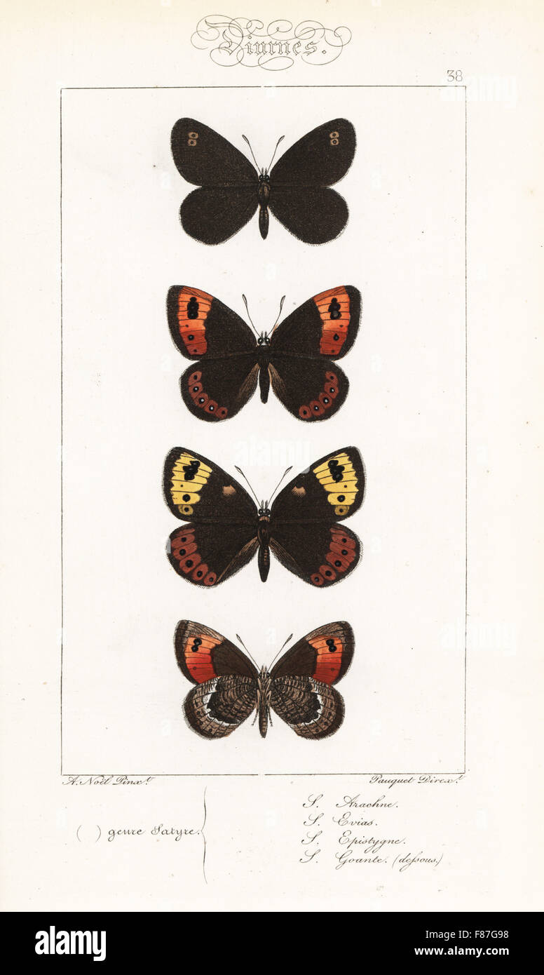 Satyrus arachne, Satyrus evias, spring ringlet, Erebia epistgyne ...