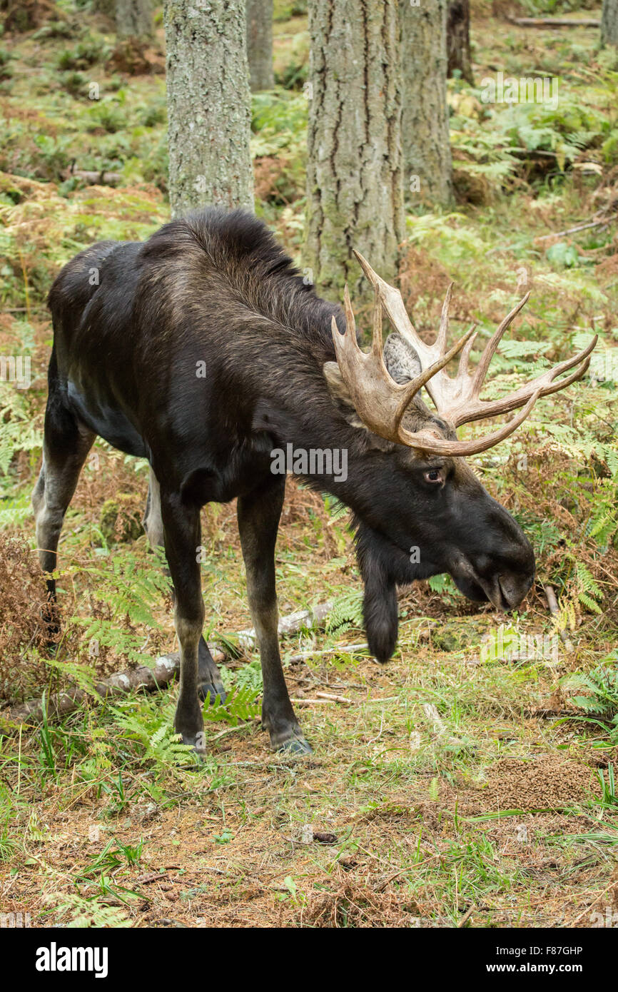 Large bull moose hi-res stock photography and images - Alamy