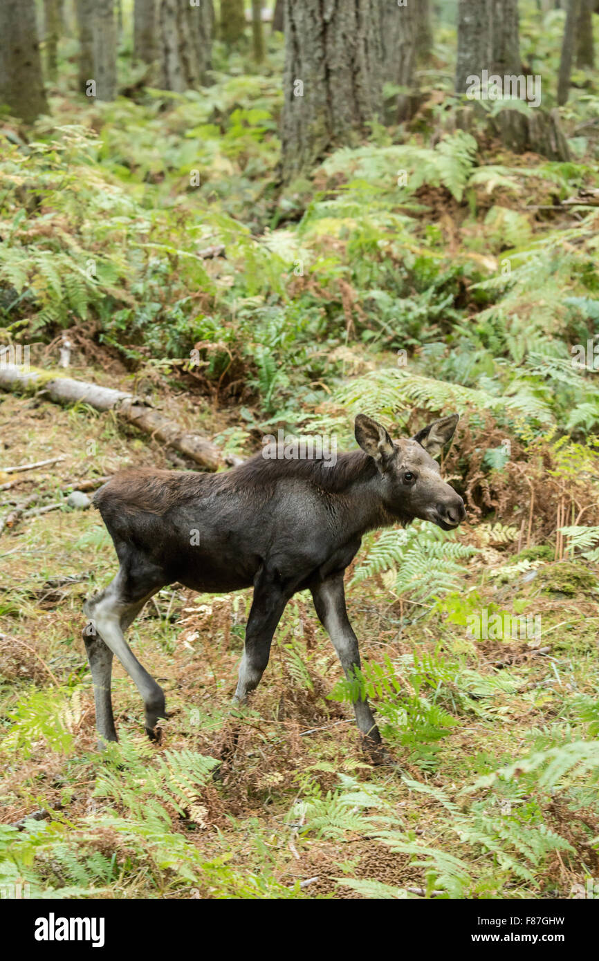 Moose calf walking in Northwest Trek Wildlife Park near Eatonville ...