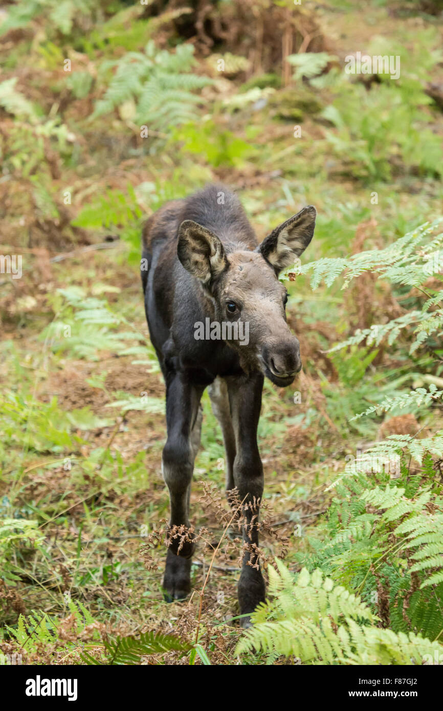 Staring Moose High Resolution Stock Photography and Images - Alamy