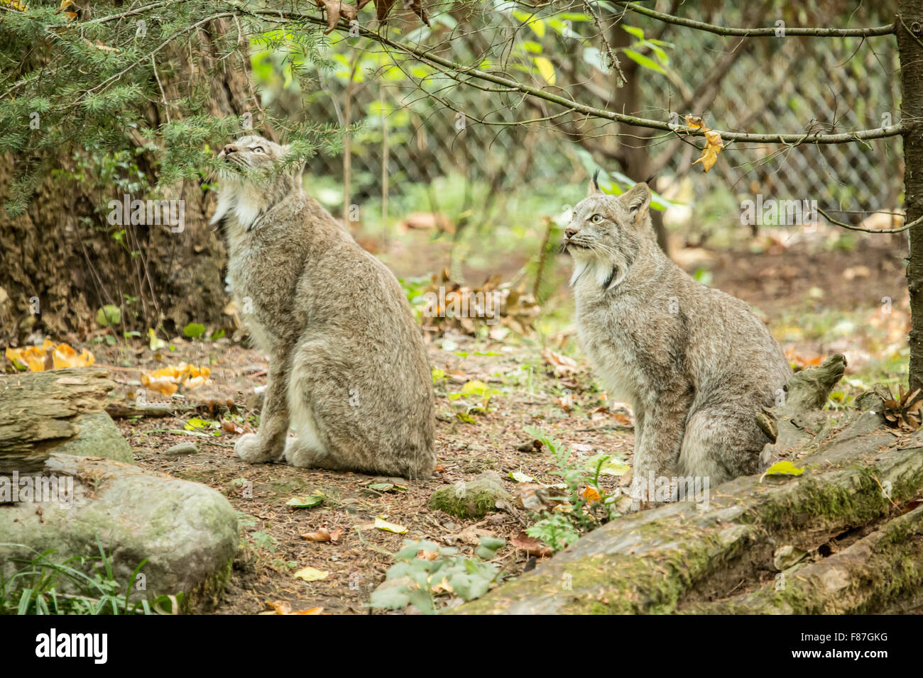 Canadian lynx lynx canadensis northwest hi-res stock photography and ...
